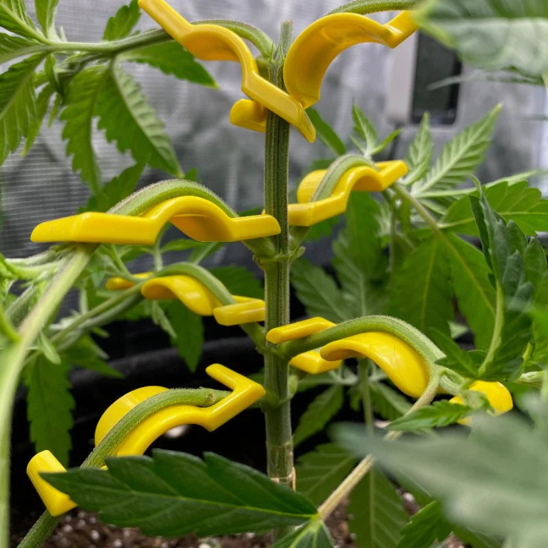 Hydrohub Plant Training & Support Products | Boost Your Growth – Hydro Hub